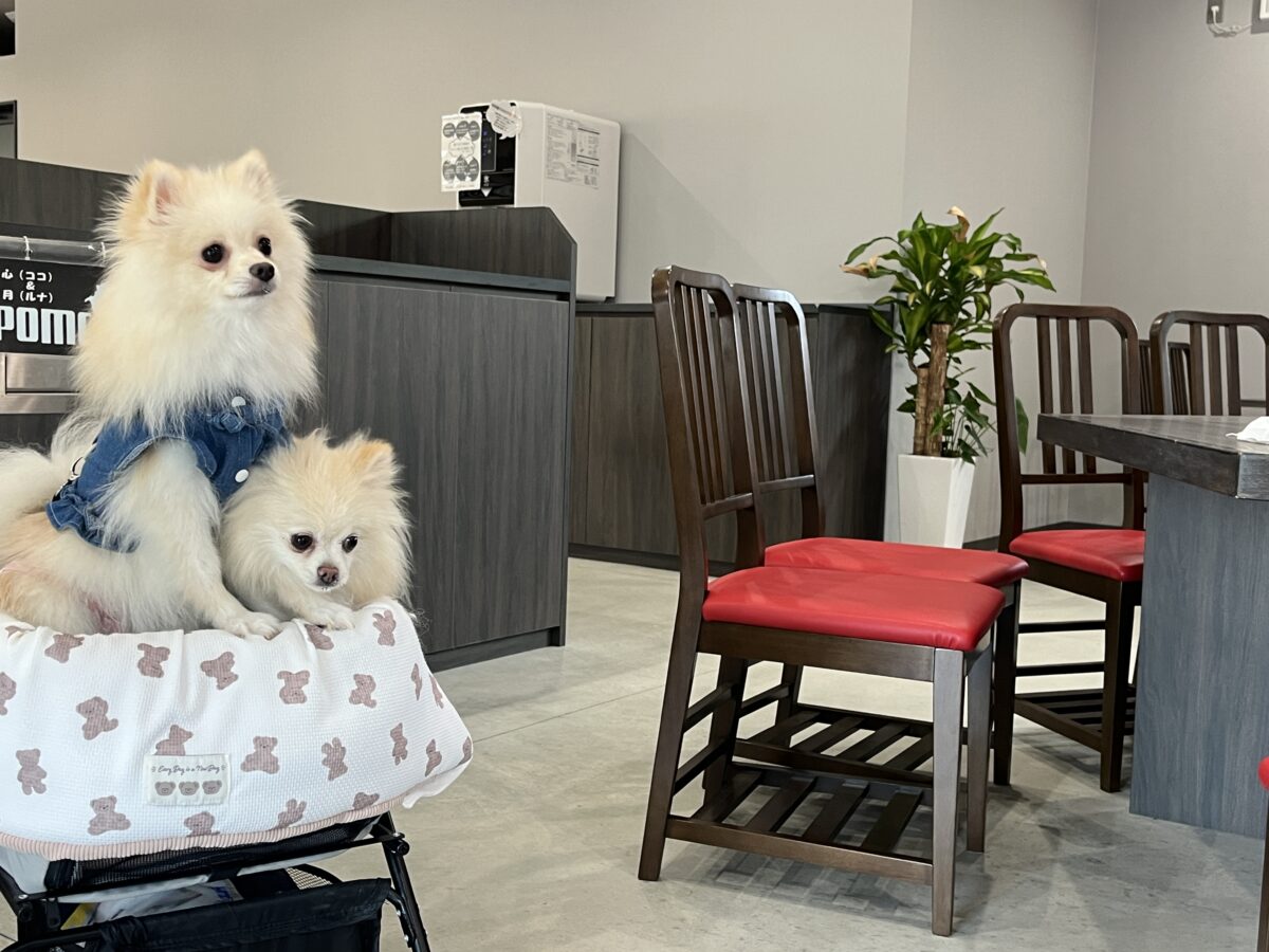 【大阪府】全館ペット同伴OK「WHATAWON」を徹底取材！フードコートもOK？同伴マナーやルールは？ – おでかけわんこ部 | 愛犬とのおでかけ情報ポータルサイト