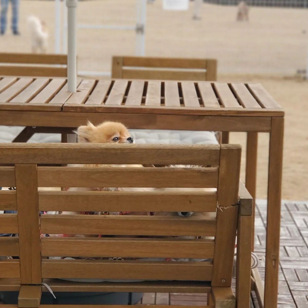 【兵庫・三田市】「SiN COFFEE CAFE & ROASTERS」 – おでかけわんこ部 | 愛犬とのおでかけ情報ポータルサイト