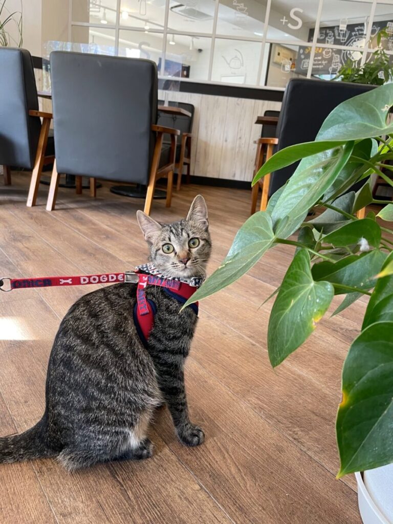 【愛知・名古屋市】「＋Sugar」 – おでかけわんこ部 | 愛犬とのおでかけ情報ポータルサイト