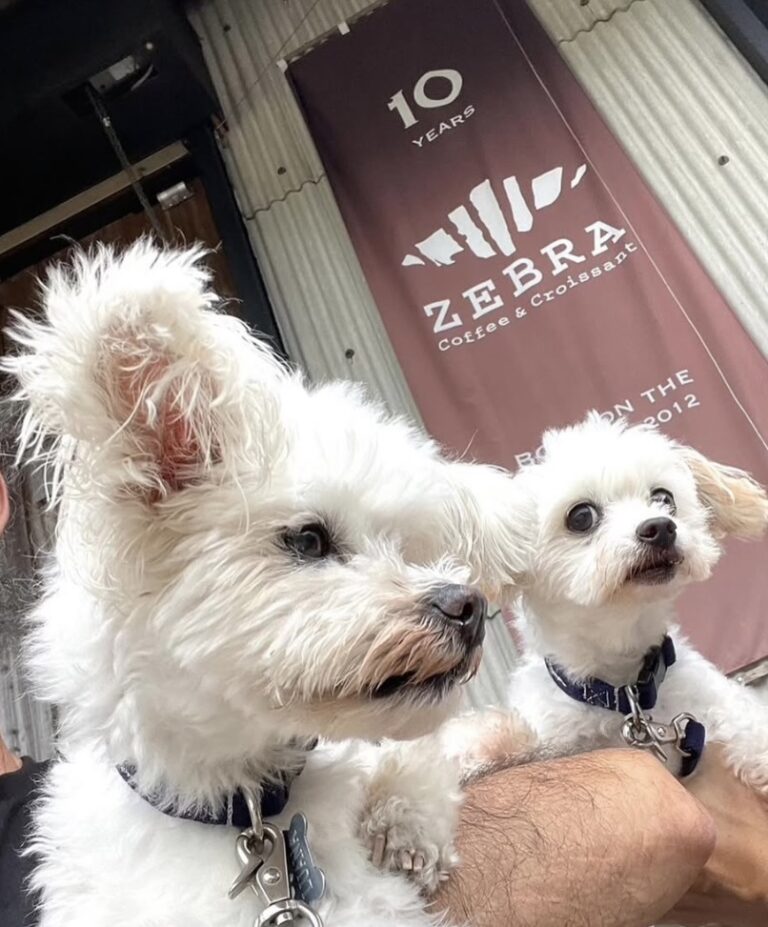【神奈川・相模原市】「ZEBRA Coffee & Croissant 津久井本店」 – おでかけわんこ部 | 愛犬とのおでかけ情報ポータルサイト